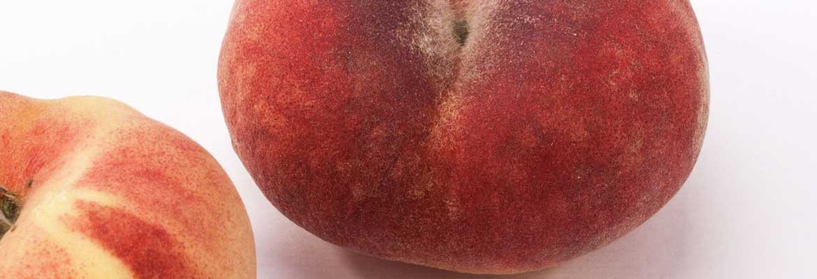 Wilde perziken bewaren gaat net even iets anders dan gewone perziken.