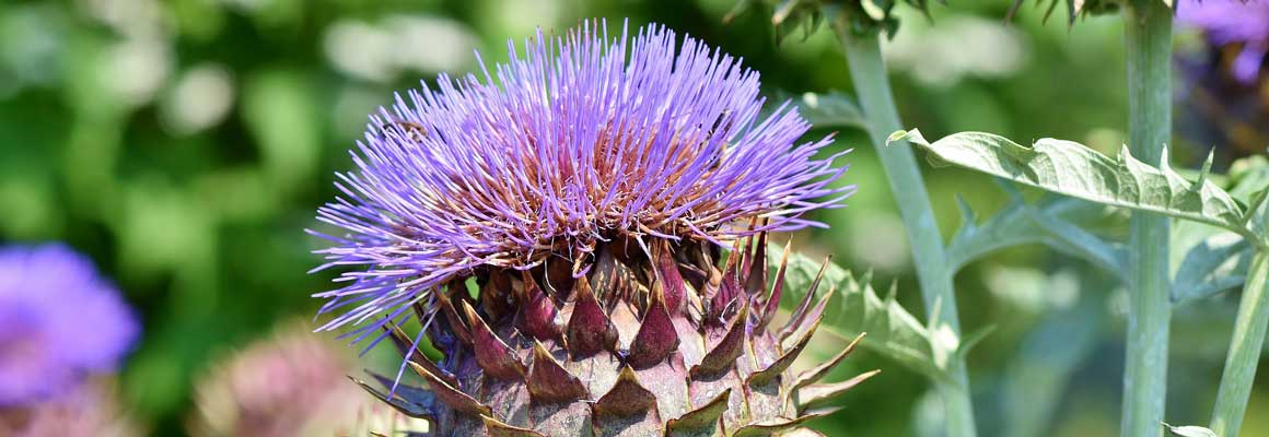 Kardoen bewaren doe je het beste in de koelkast, maar niet in plastic.